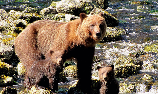 Welcome to Royal Caribbean International