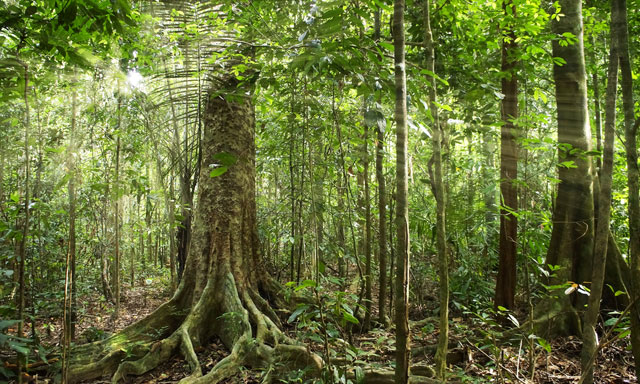 Onboard Experience - Royal Caribbean International